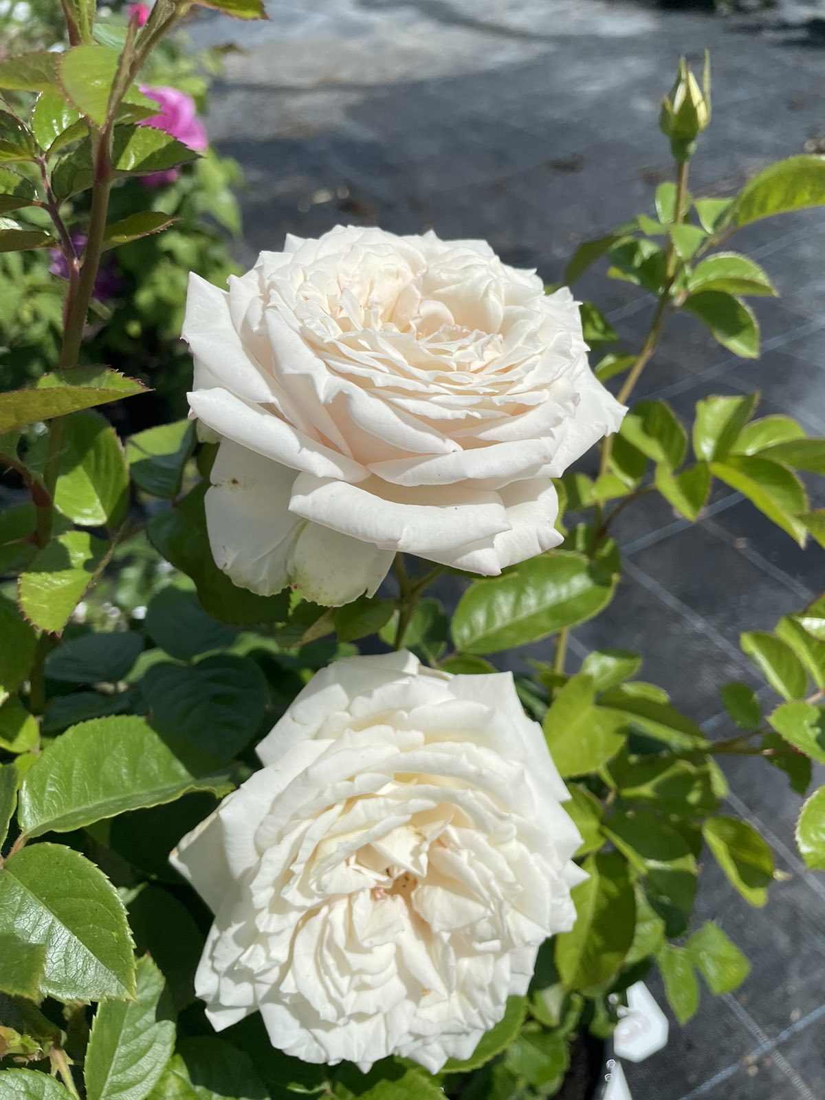 Ароматна роза | Роза Madame Anisette® | Nezabravka Roses