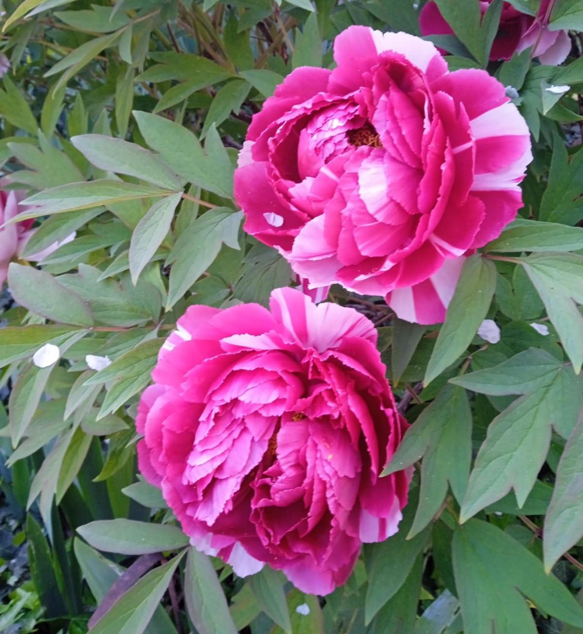 Paeonia suffruticosa 'Shima-Nishiki' | Nezabravka Roses