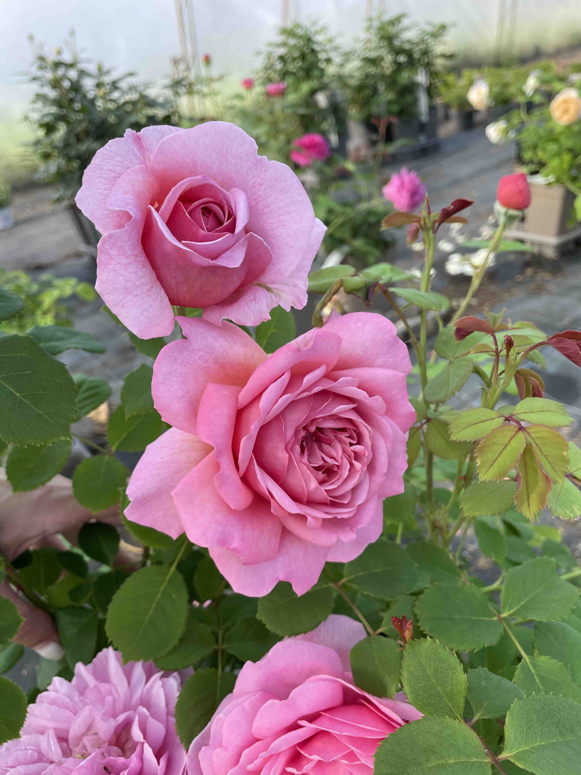 Английски роза | Роза Princess Alexandra of Kent | Nezabravka Roses